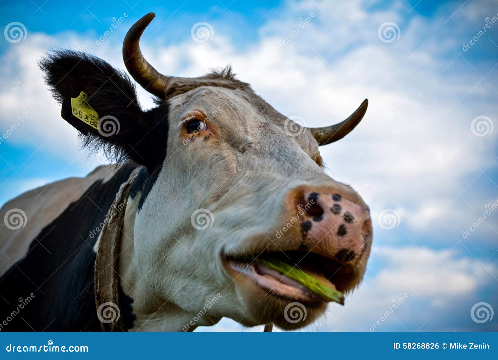 Funny cow chewing grass stock photo. Image of funny, country - 58268826