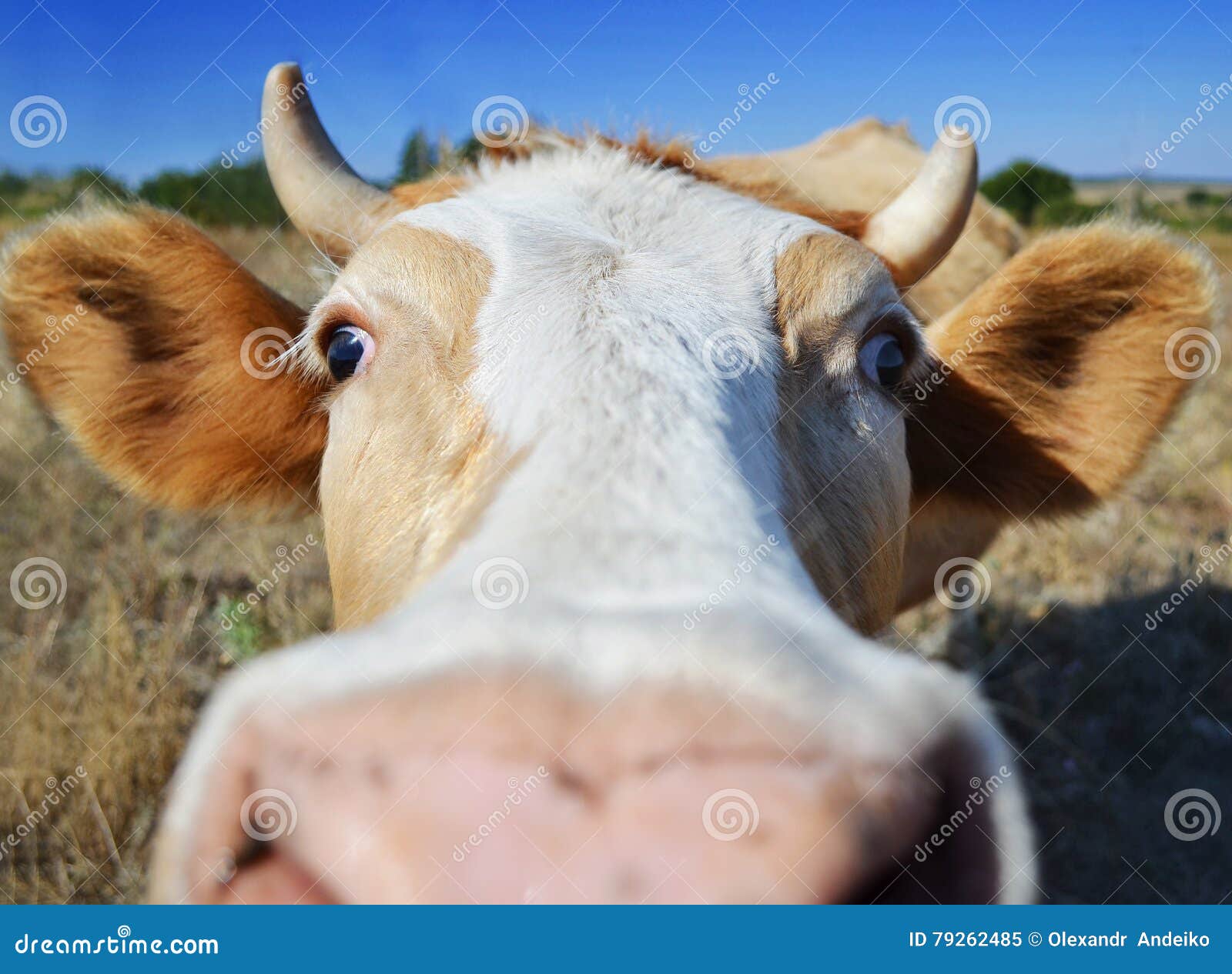 Funny cow close up in farm stock image. Image of cattle - 79262485
