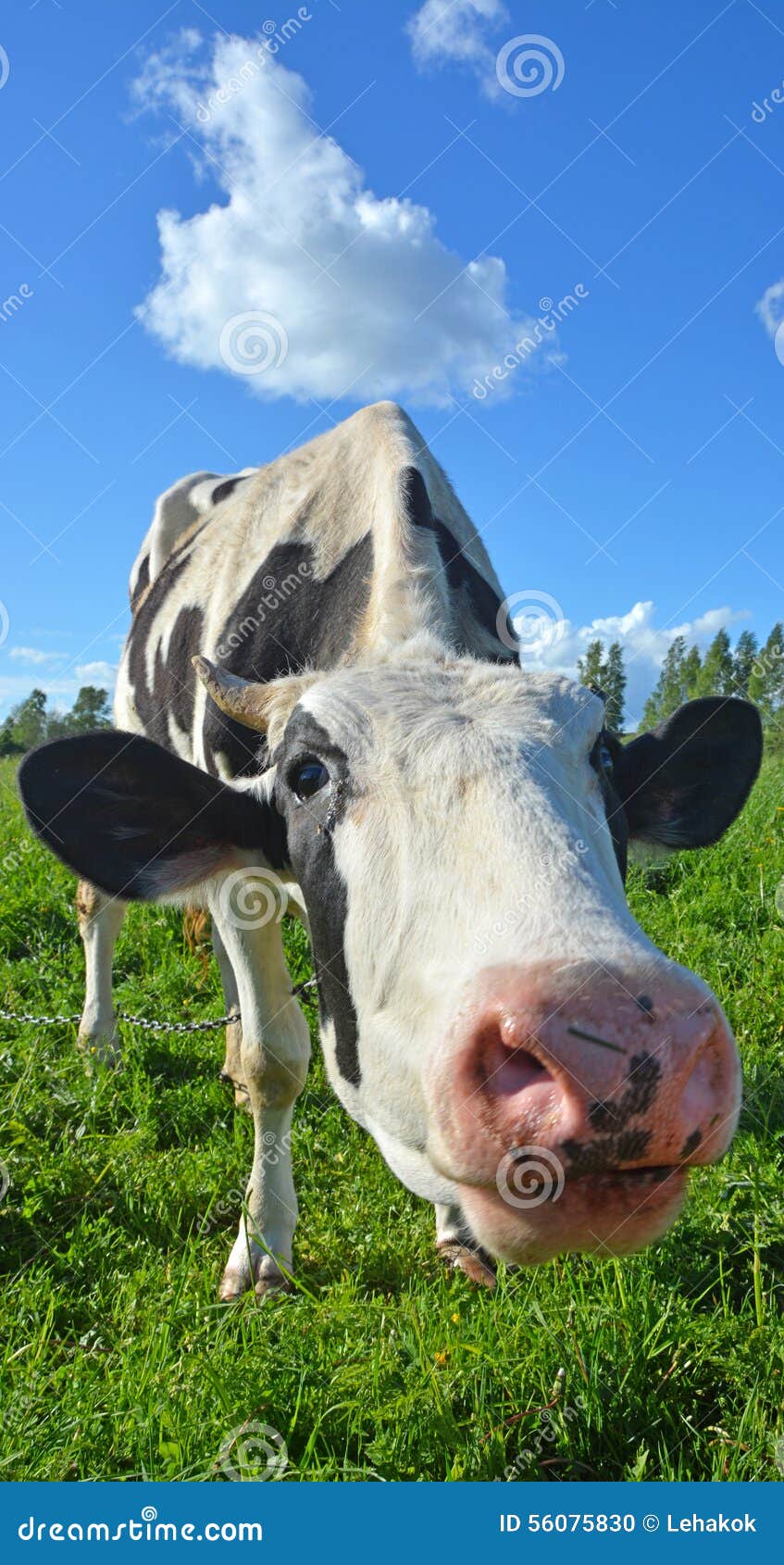 Funny cow stock photo. Image of farm, blue, graze, flower - 56075830