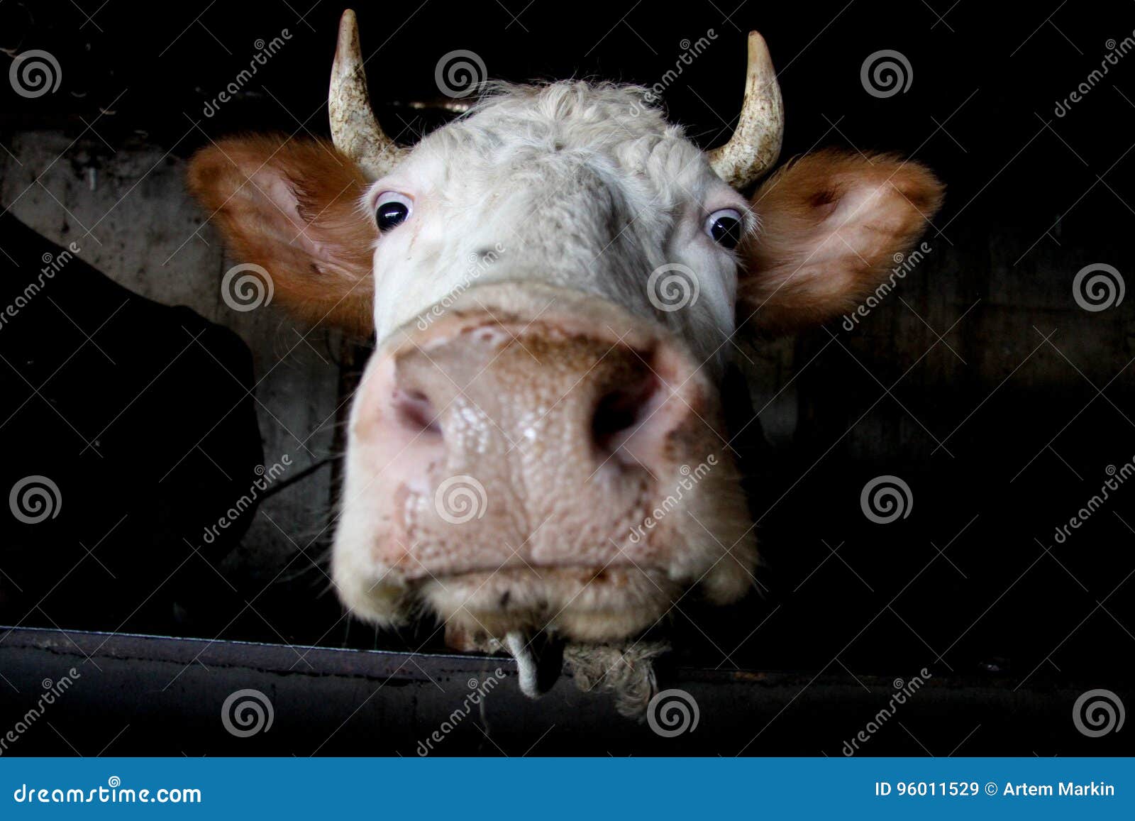 Funny Cow Muzzle Looking at the Camera Stock Image - Image of wandering ...