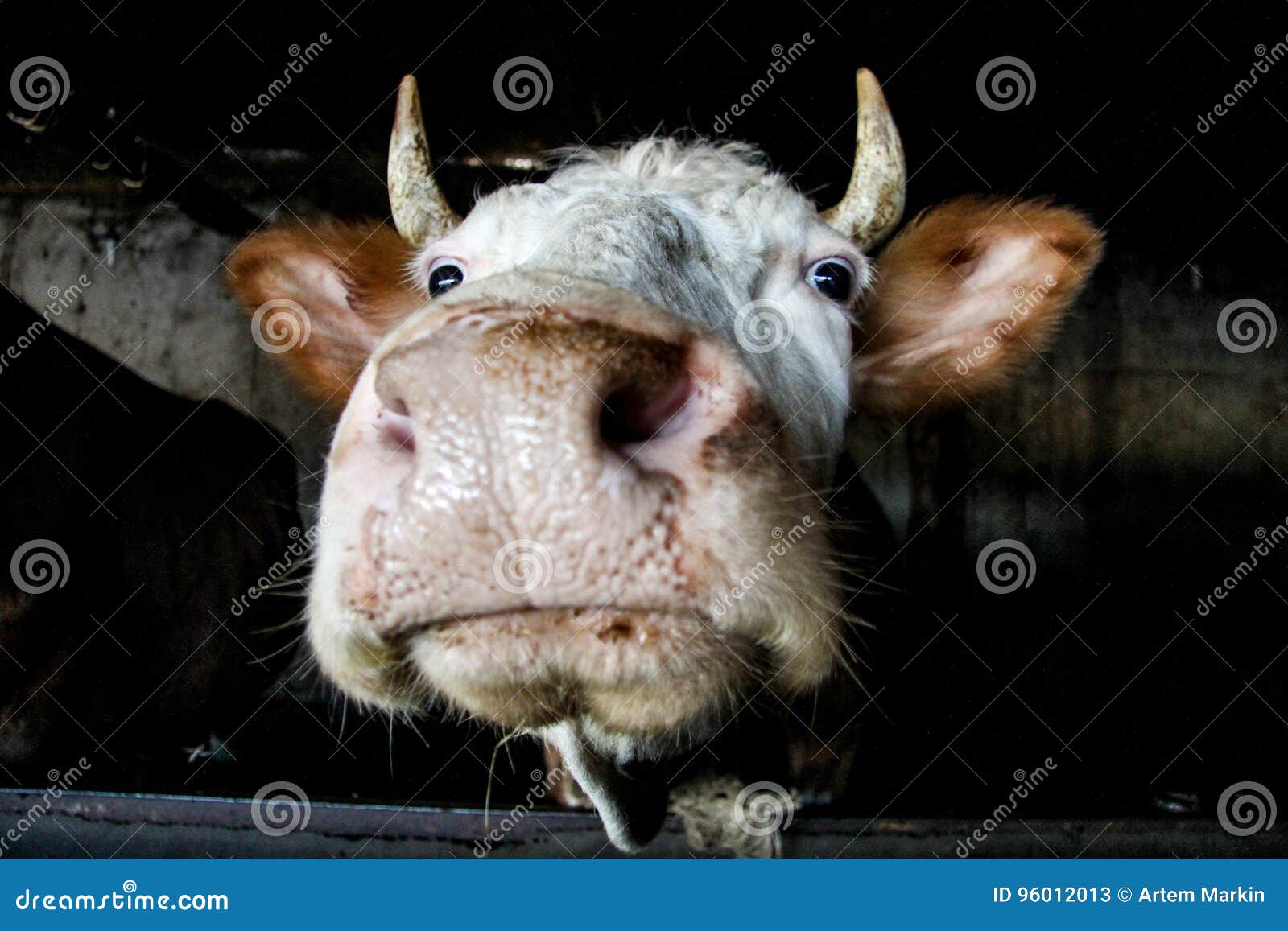 Funny Cow Muzzle Looking at the Camera Stock Image - Image of funny ...