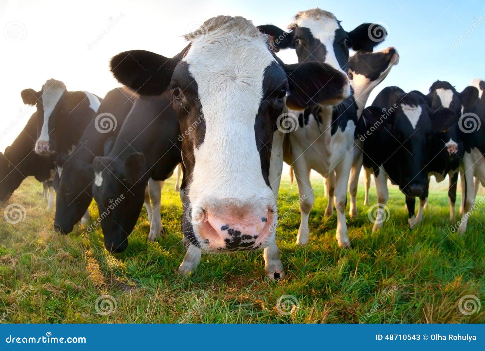 Funny Cow on Pasture Close Up Stock Image - Image of countryside ...