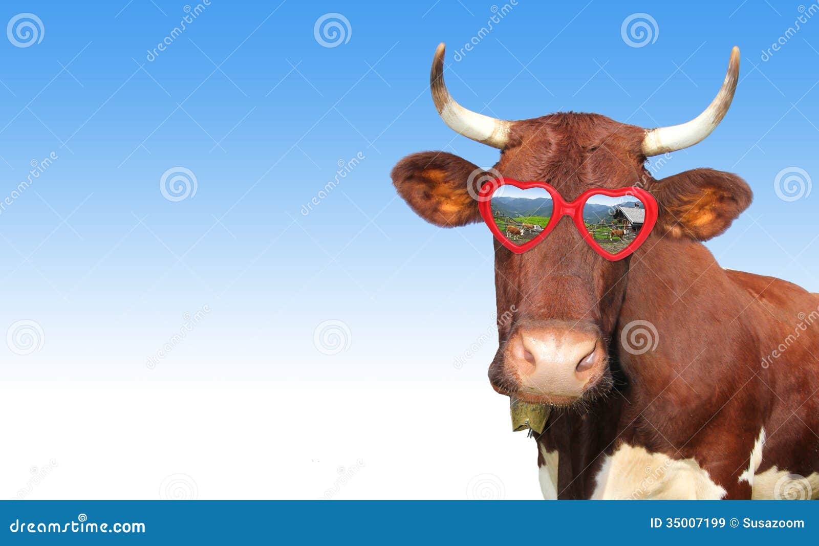 Funny Cow with Red Heart Shaped Spectacles Stock Image - Image of ...