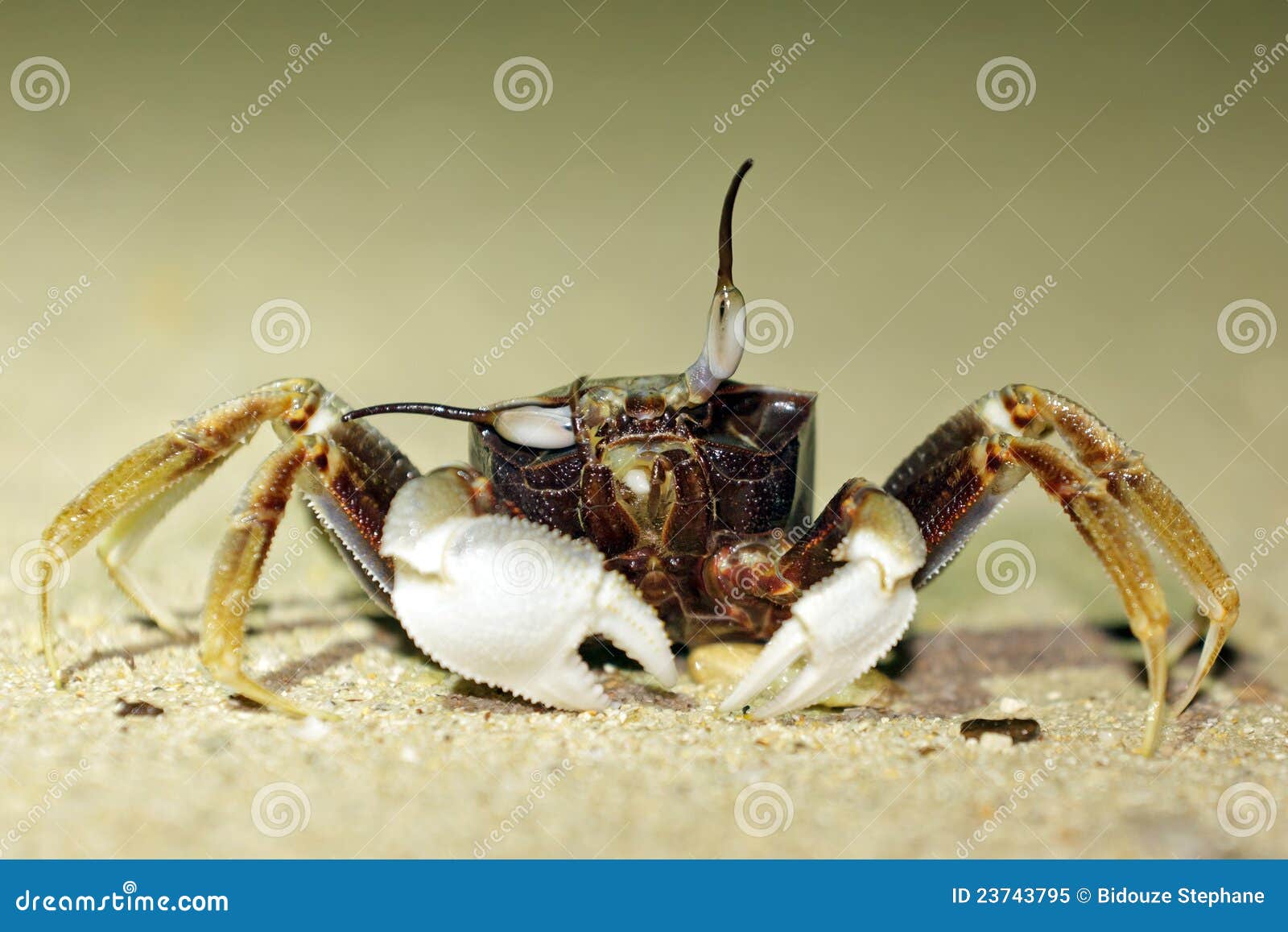 Funny crab stock image. Image of creature, white, eyed - 23743795