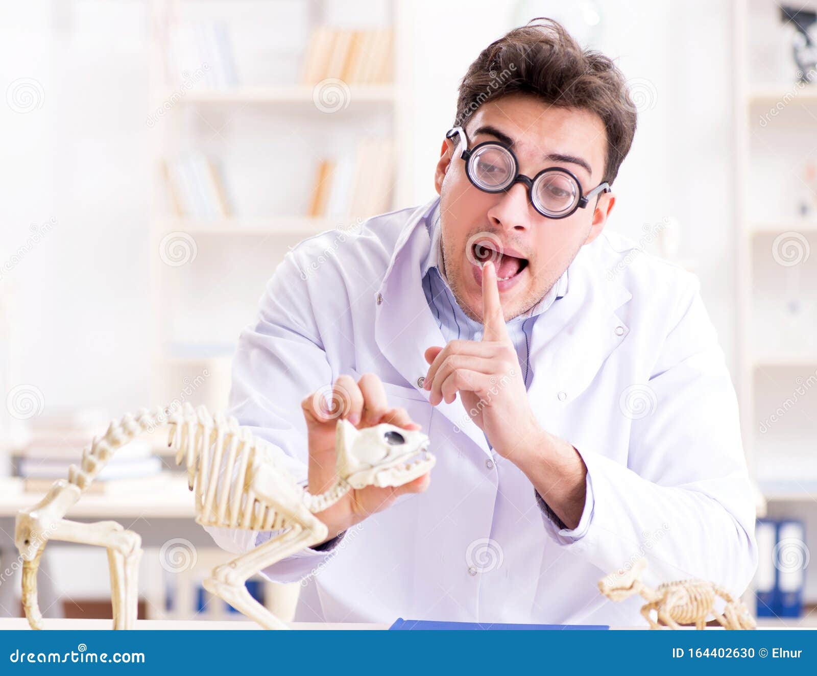 Funny Crazy Student Doctor Studying Animal Skeleton Stock Photo - Image ...