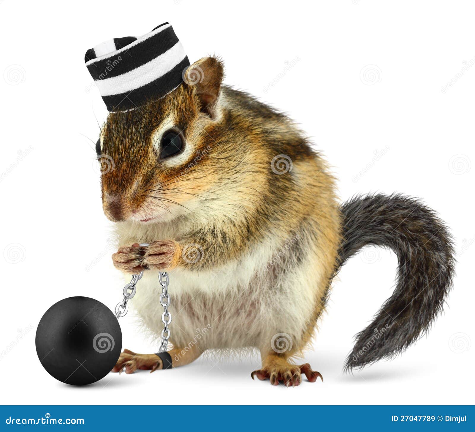 Funny Criminal Chipmunk in Prison Hat Stock Image - Image of costume ...