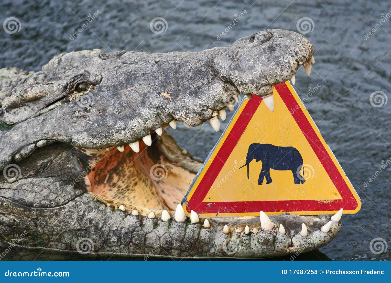 Funny crocodile stock photo. Image of humour, attention - 17987258