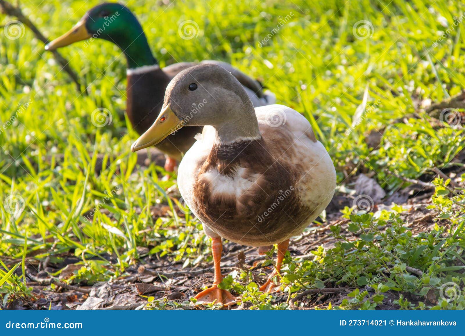 Funny and Curious Ducks Along the River Stock Image - Image of green ...