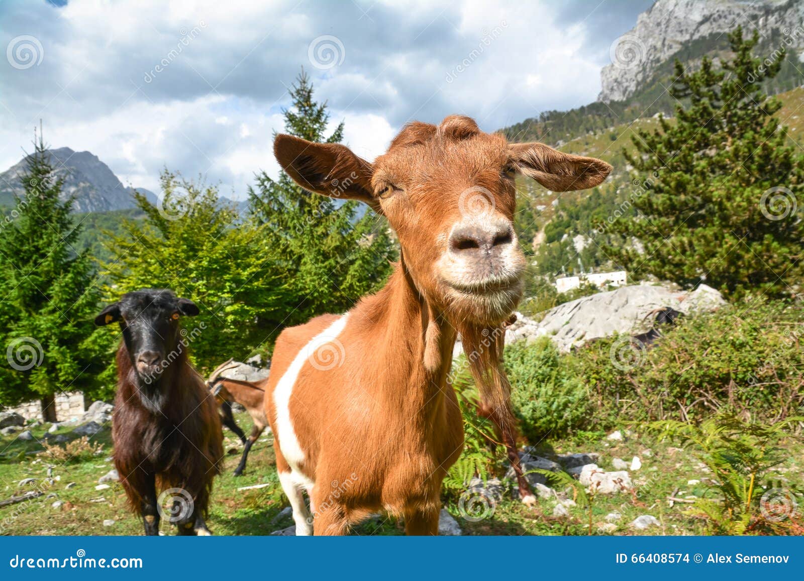 Funny Curious Goat Looking at the Camera Stock Photo - Image of ...