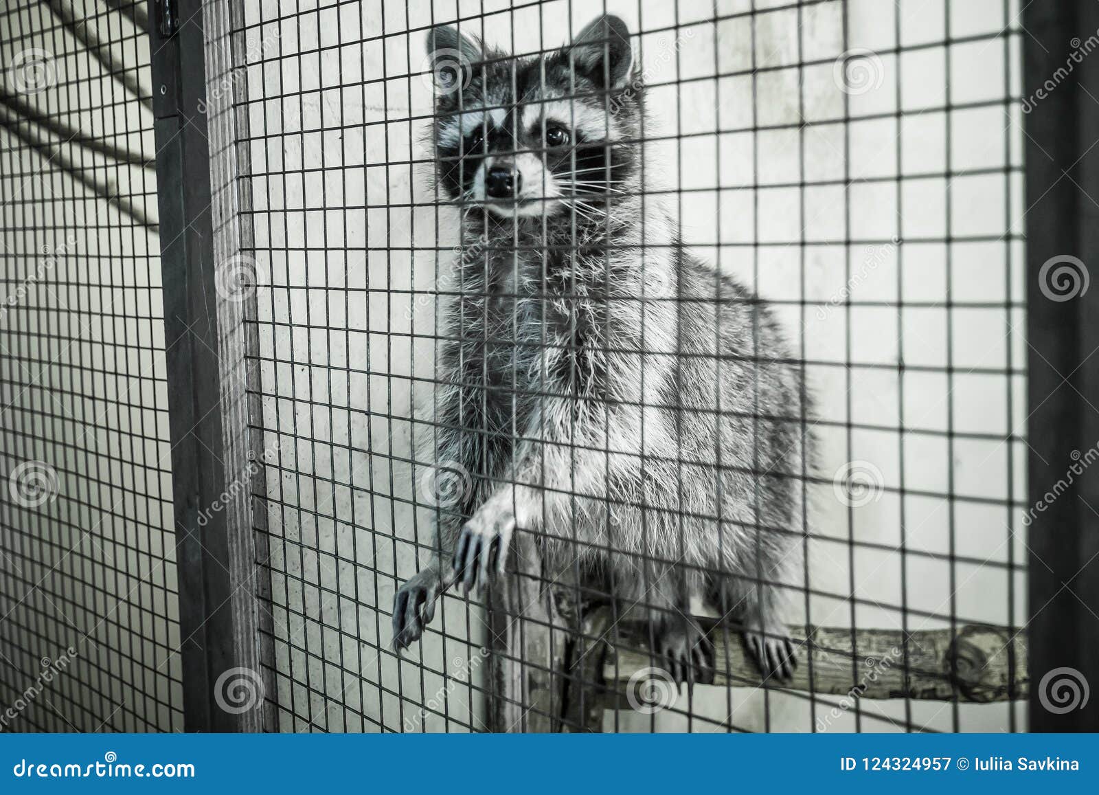 Raccoon Behind The Bars In The Zoo Stock Photography | CartoonDealer ...