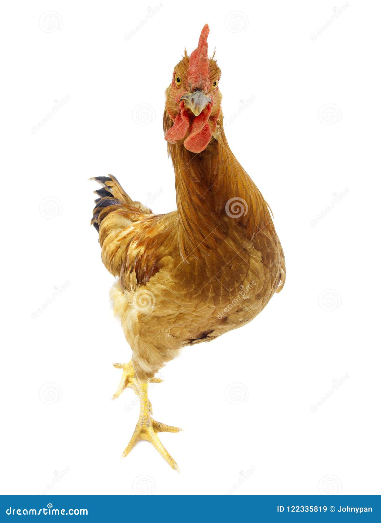 Funny and Curious Rooster Chicken Stock Image - Image of farm, animal ...