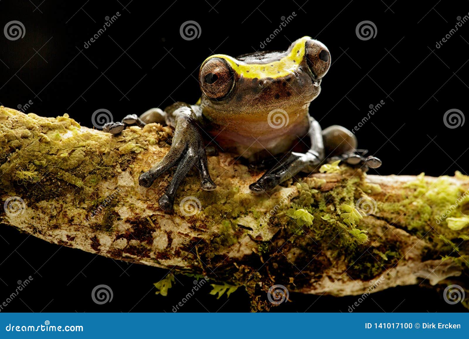 Funny Curious Tree Frog Dendropsophus Manonegra a Small Treefrog Stock ...