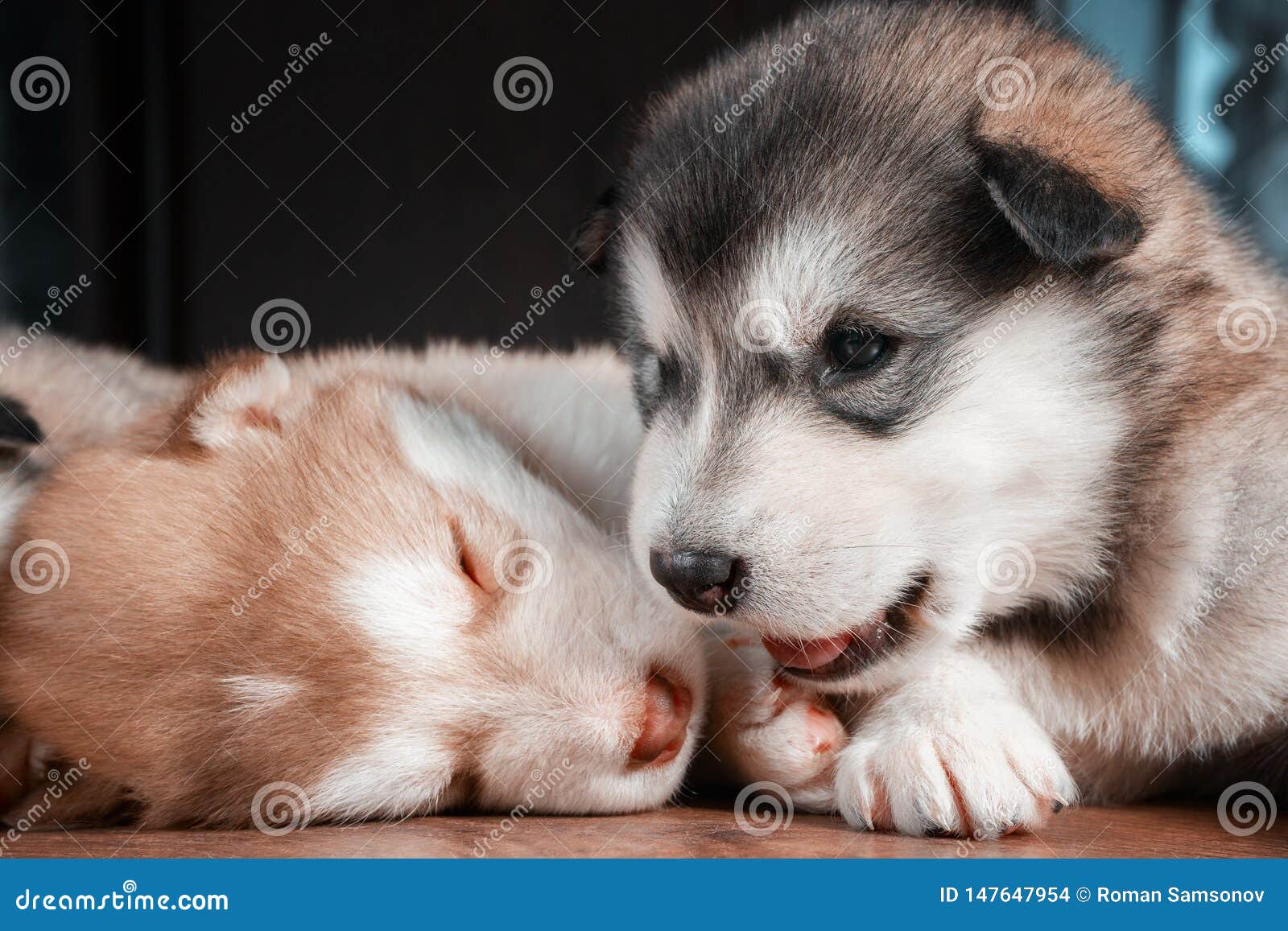 Funny, Cute Alaskan Malamute Puppy Stock Photo - Image of eyes, black ...