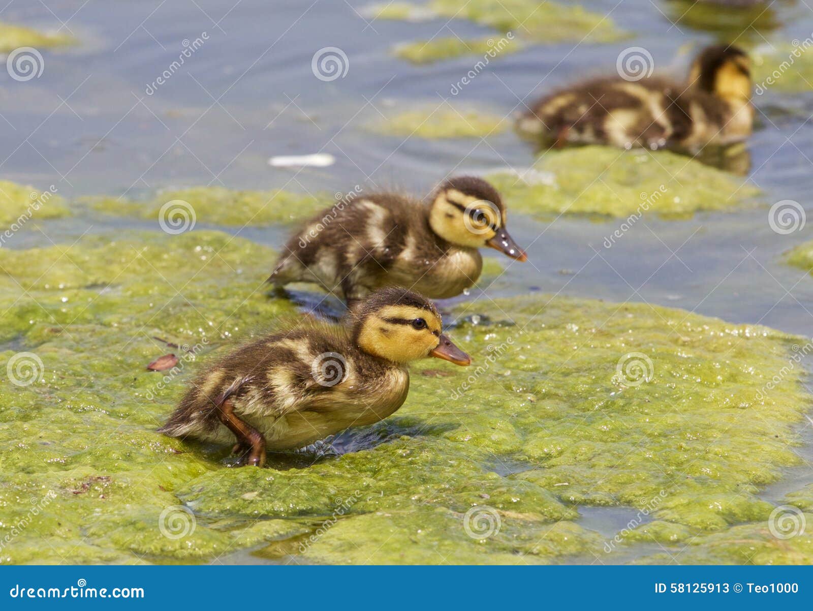 Funny Cute Chicks of the Mallards Stock Image - Image of wetlands ...