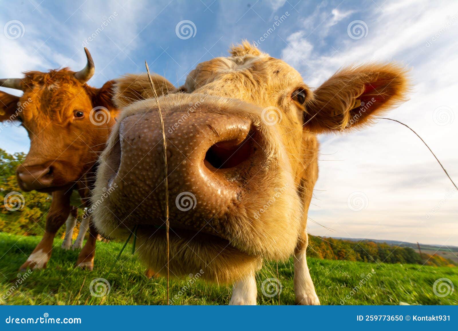 Funny Cute Cow on a Farm Looking Curious in Camera Stock Photo - Image ...