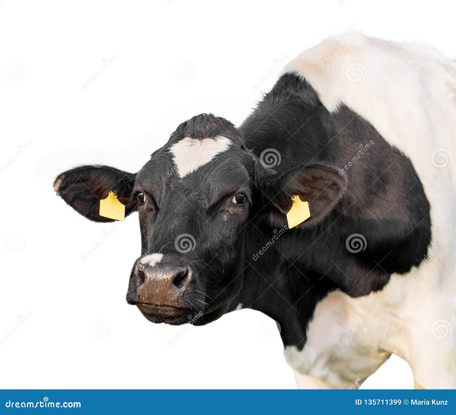 Funny Cute Cow Isolated on White Stock Image - Image of looking, mammal ...