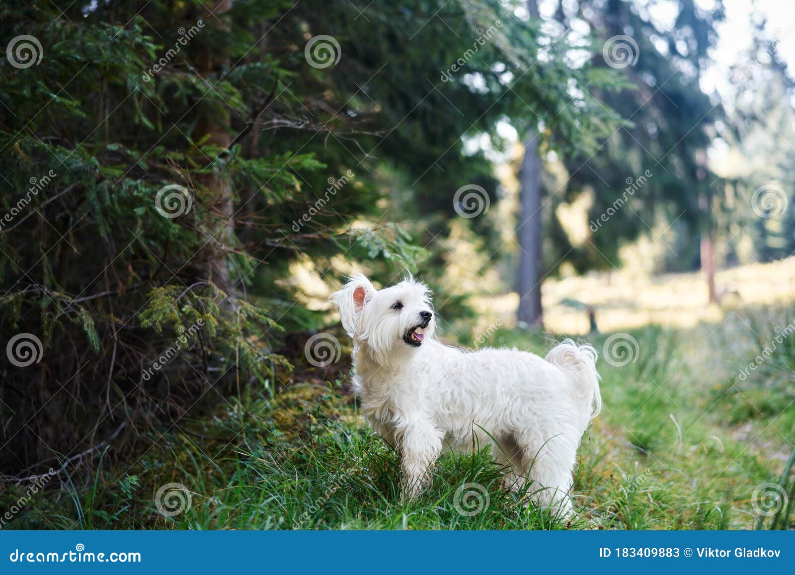 Funny Cute Dog Playing Outside in Forest Stock Image - Image of green ...