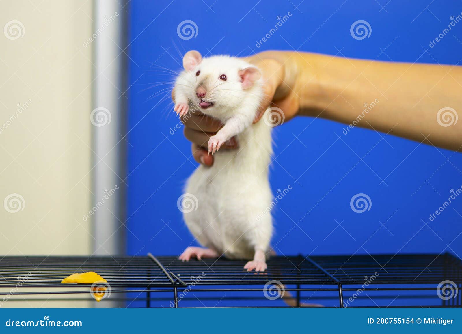 Funny Cute Fat Rat and a Piece of Cheese Stock Photo - Image of ...