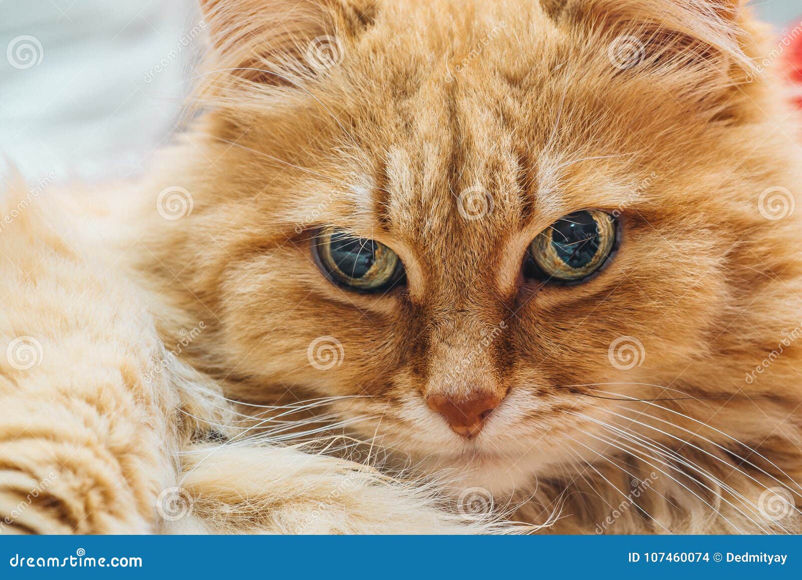 Funny Cute Ginger or Rad Cat Portrait Stock Photo - Image of comfort ...