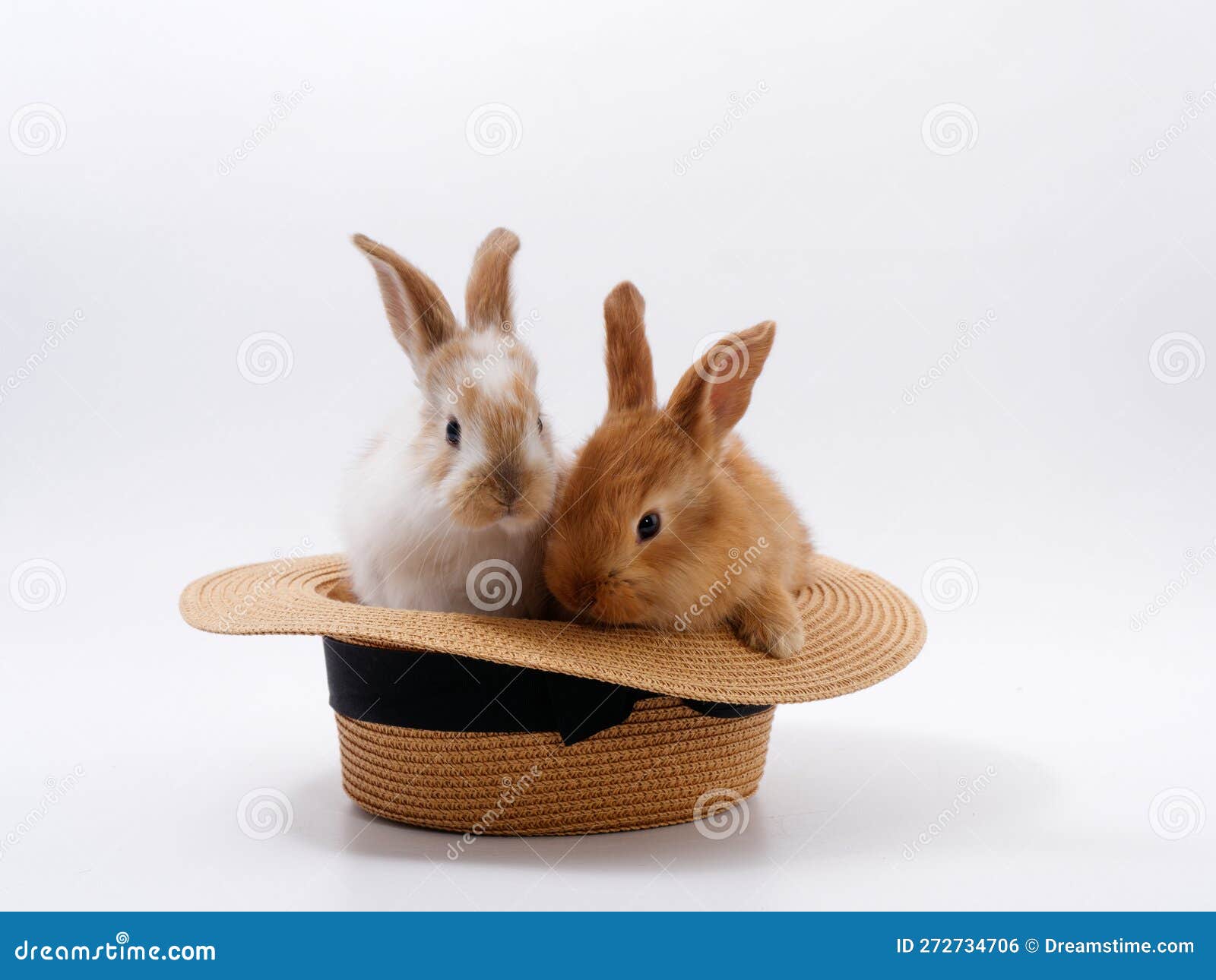 Funny Cute Rabbits in a Hat on a White Background Stock Photo - Image ...