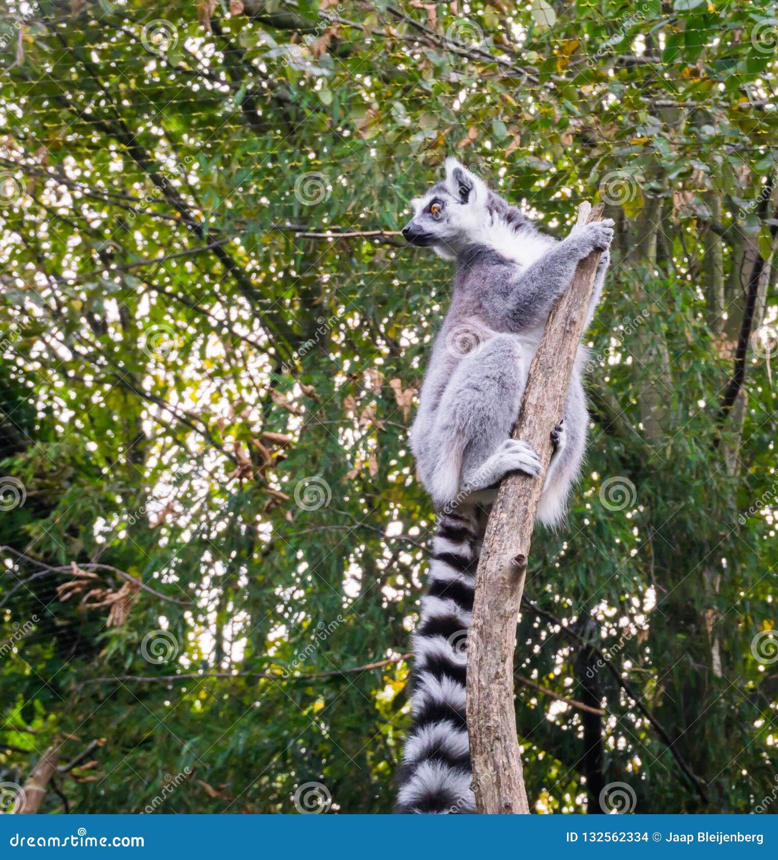 Funny and Cute Ring Tailed Lemur Monkey Climbing in a Tree Branch and ...
