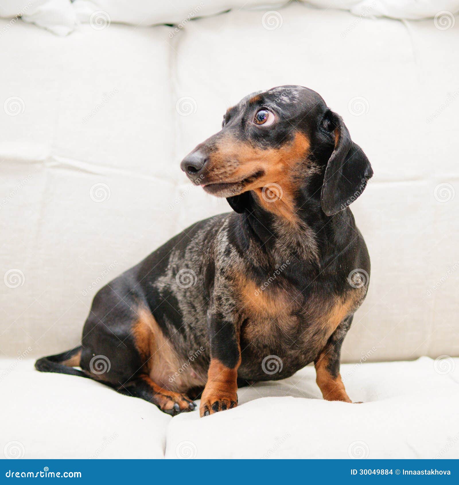 Funny dachshund dog stock photo. Image of basset, dachshund - 30049884