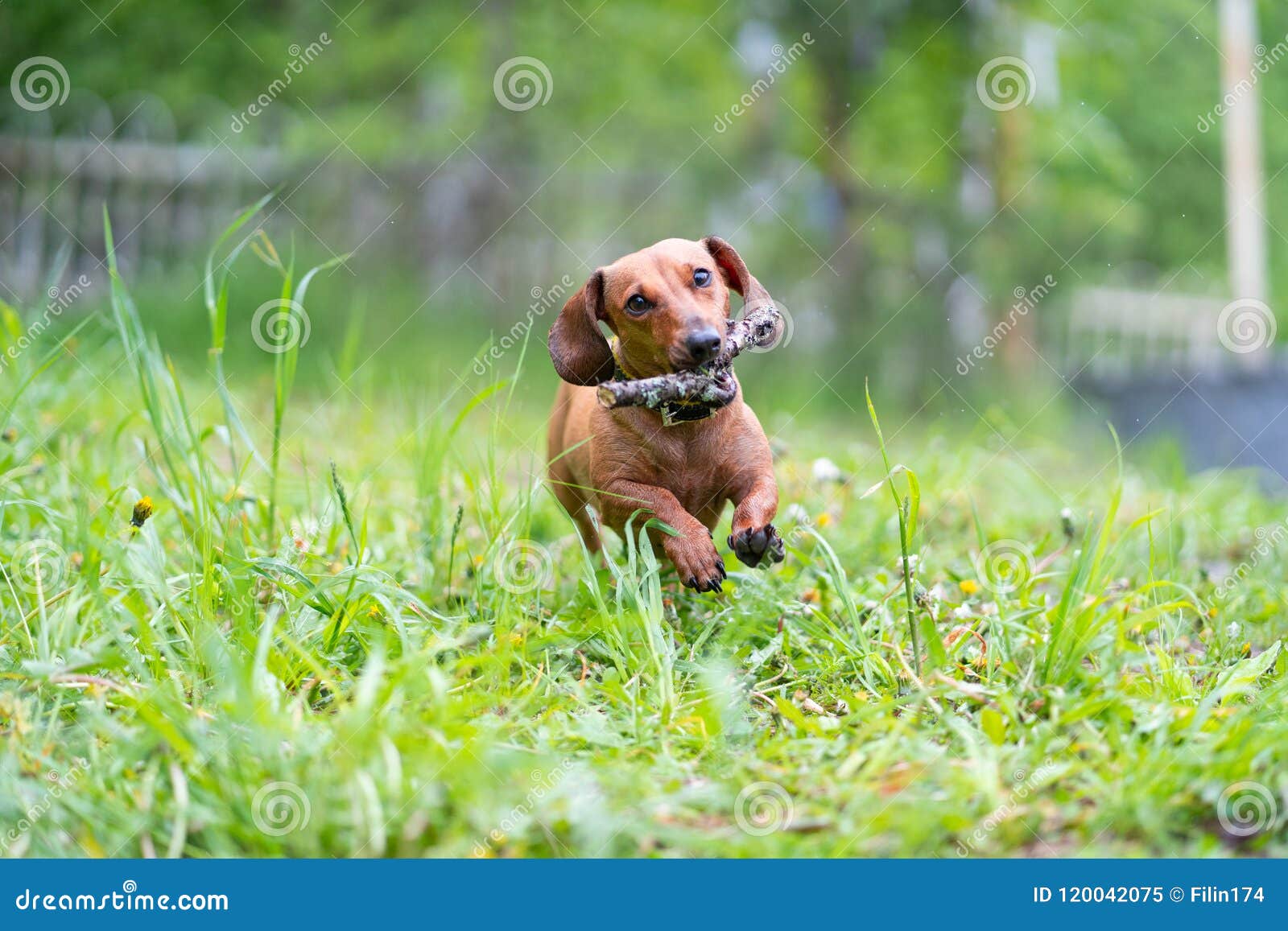 Funny Dachshund Running on the Grass Stock Image - Image of outdoor ...