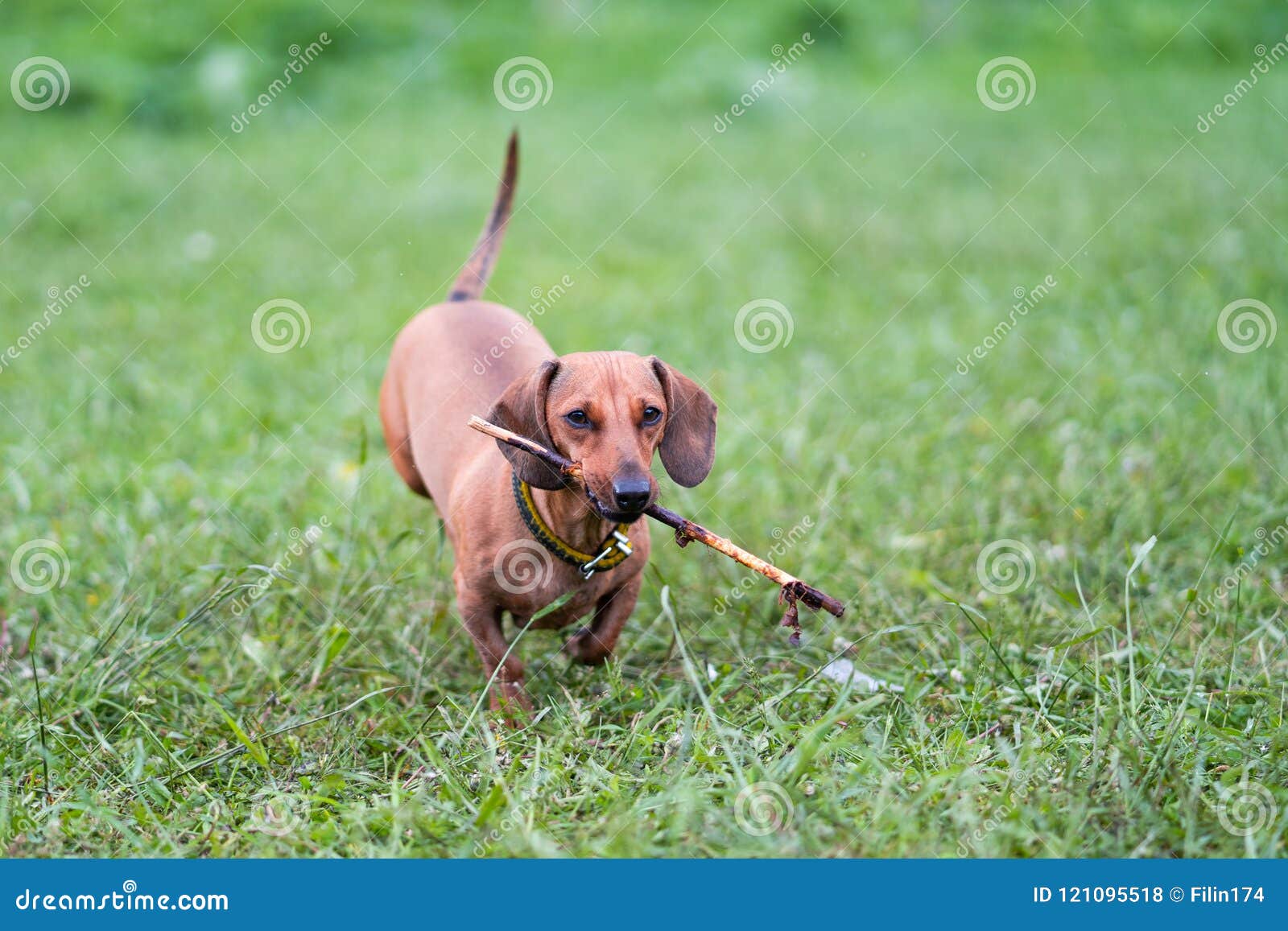 Funny Dachshund Running on the Grass Stock Photo - Image of park, feet ...