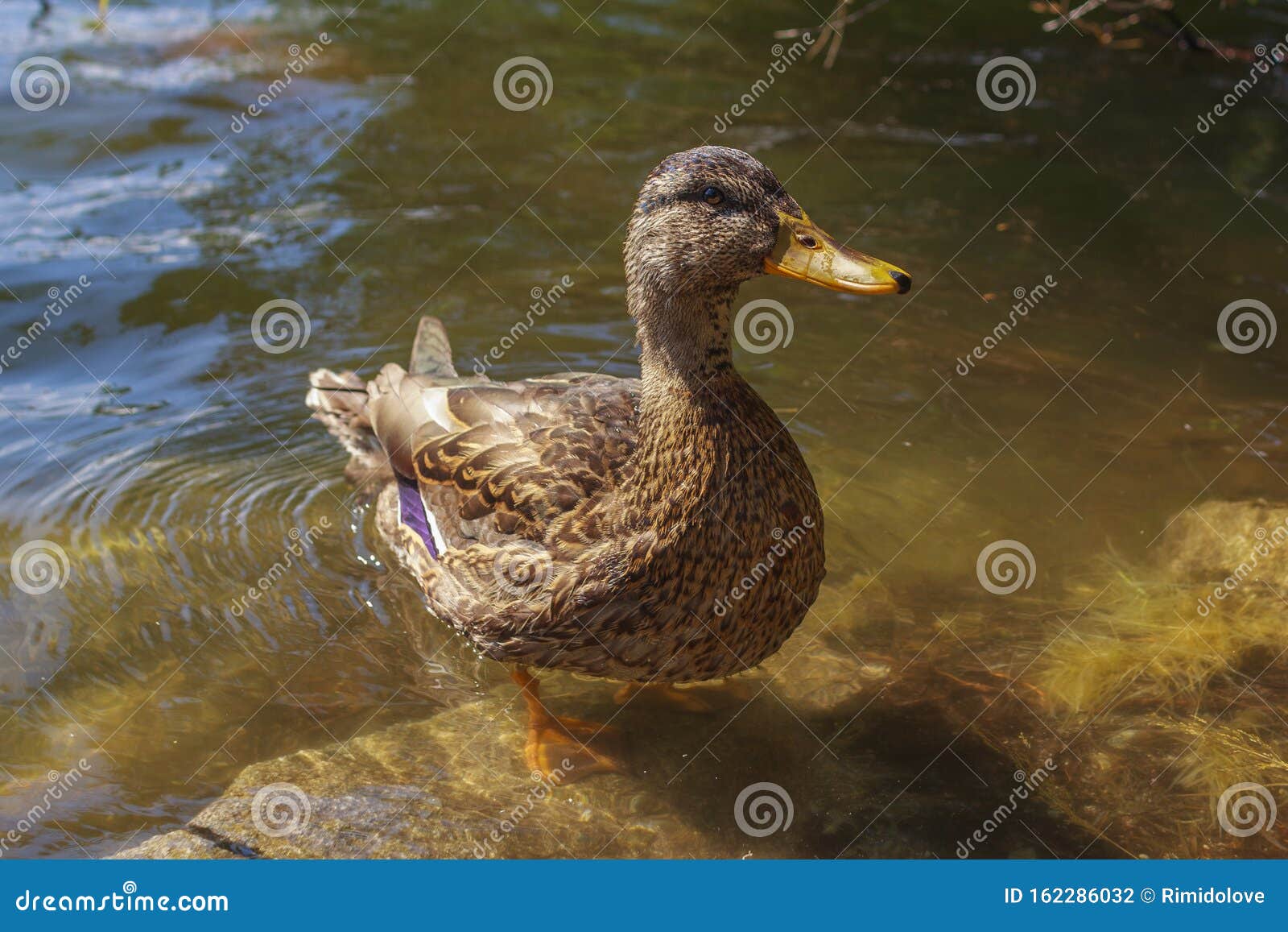 Funny Dack Standing in the Water with Purple Wing Stock Photo - Image ...