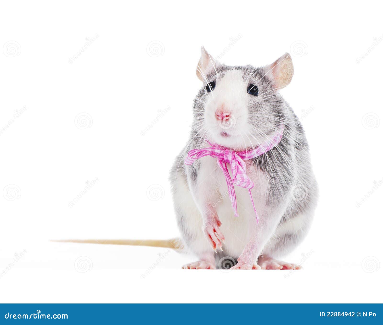Funny Decorative Rat with Pink Bow Stock Photo - Image of checkered ...