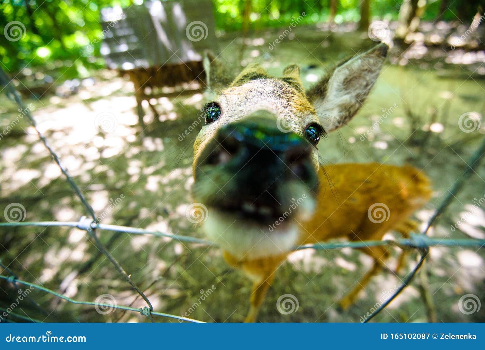 Funny deer stock image. Image of natural, cervus, trophy - 165102087
