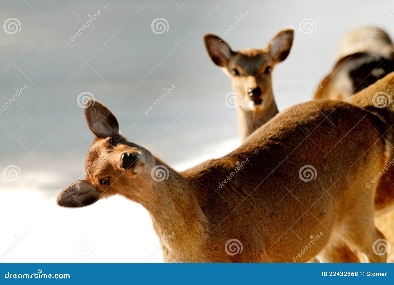 Funny deer stock photo. Image of funny, deer, playful - 22432868