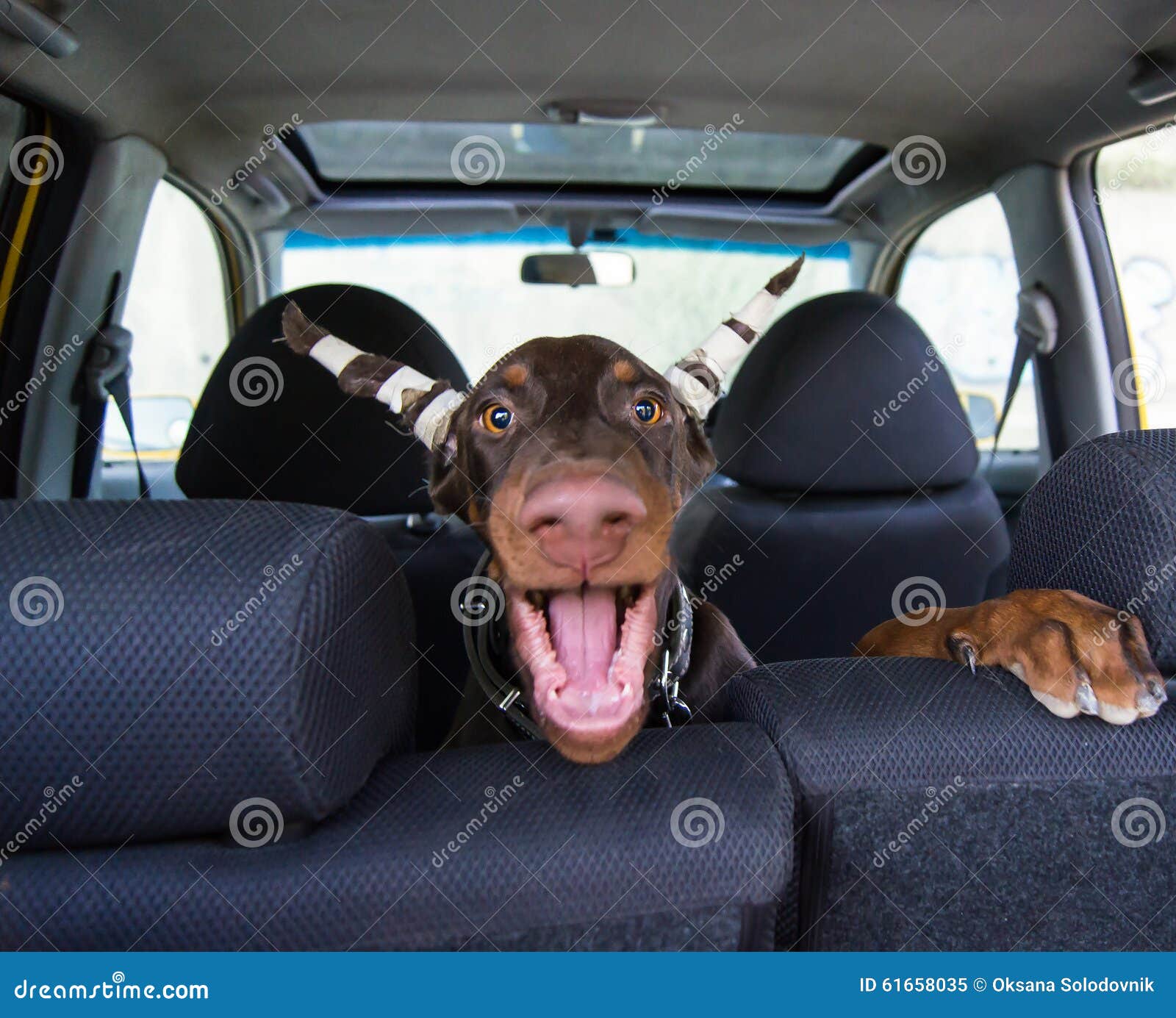 Funny Doberman Puppy Sitting in a Car and Barks Stock Image - Image of ...
