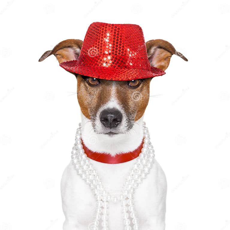 Funny dog stock photo. Image of fool, costume, glamour - 28749402