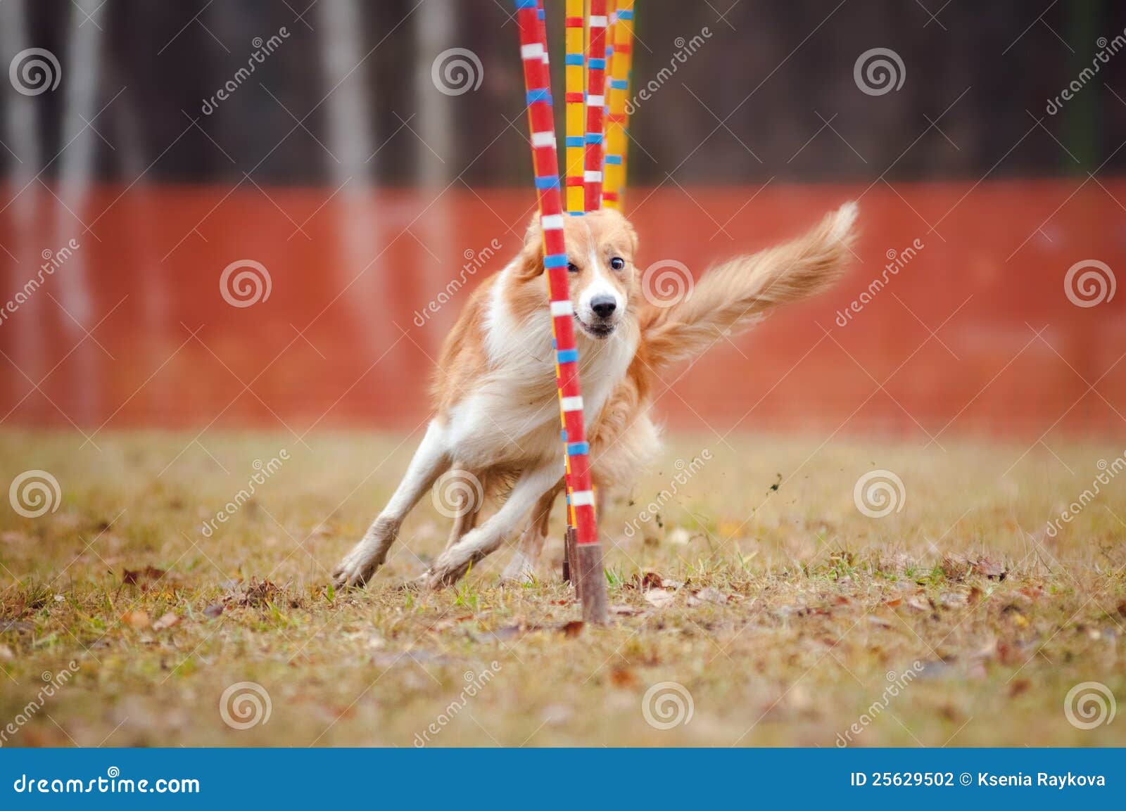 Funny dog in agility stock photo. Image of flying, friendship - 25629502