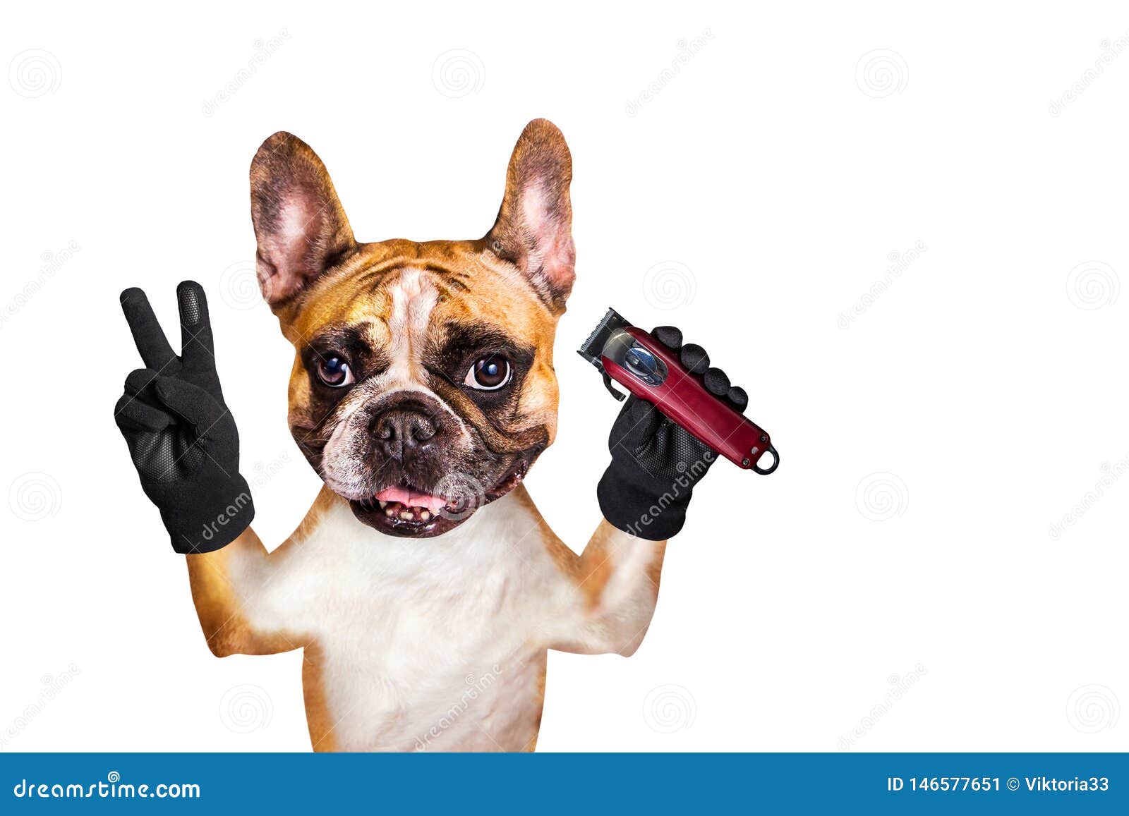 Funny Dog Barber Ginger French Bulldog Keep The Hair Clipper. Man ... Funny Dog Barber Ginger French Bulldog Keep The Hair Clipper. Man ...