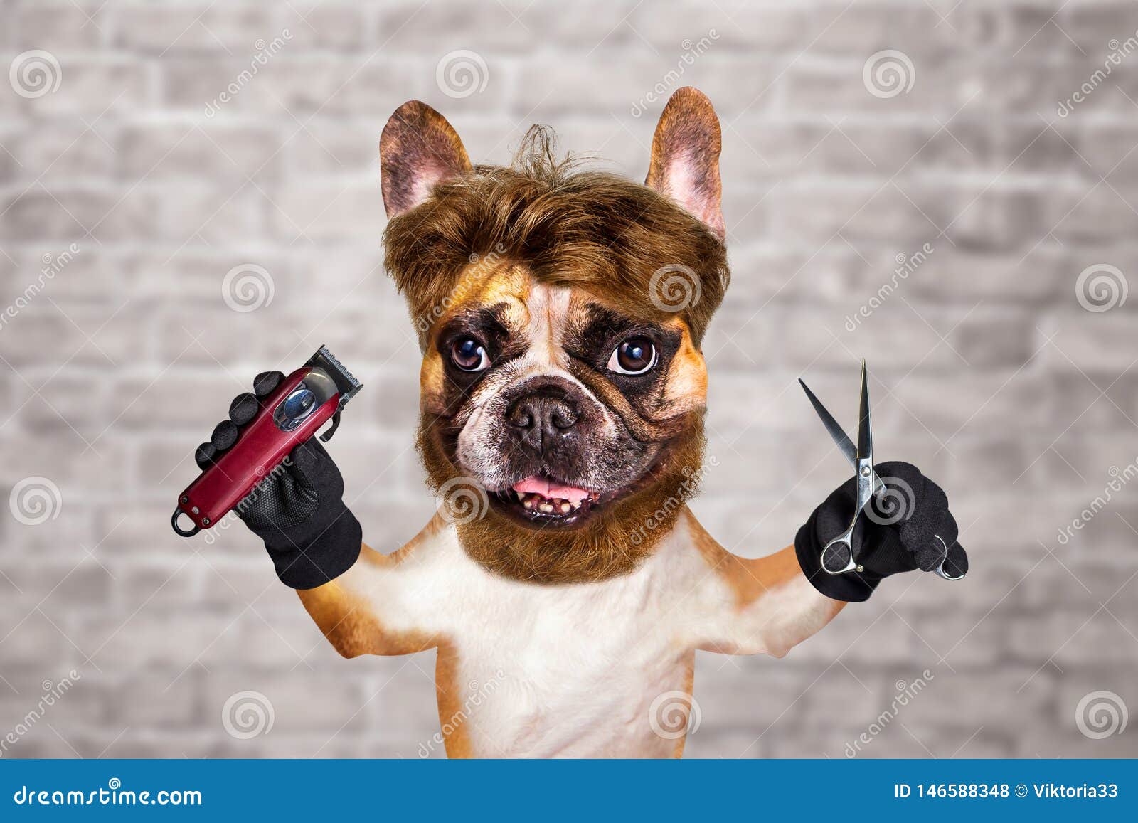 Funny Dog Barber Groomer Ginger French Bulldog Hold Scissors and ... Funny Dog Barber Groomer Ginger French Bulldog Hold Scissors and ...