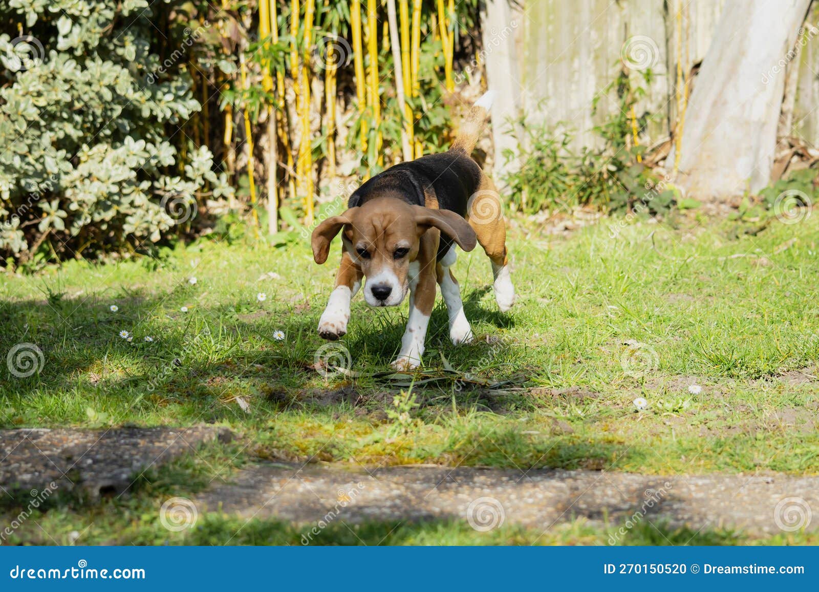 Funny dog Bigl runs stock photo. Image of carnivore - 270150520