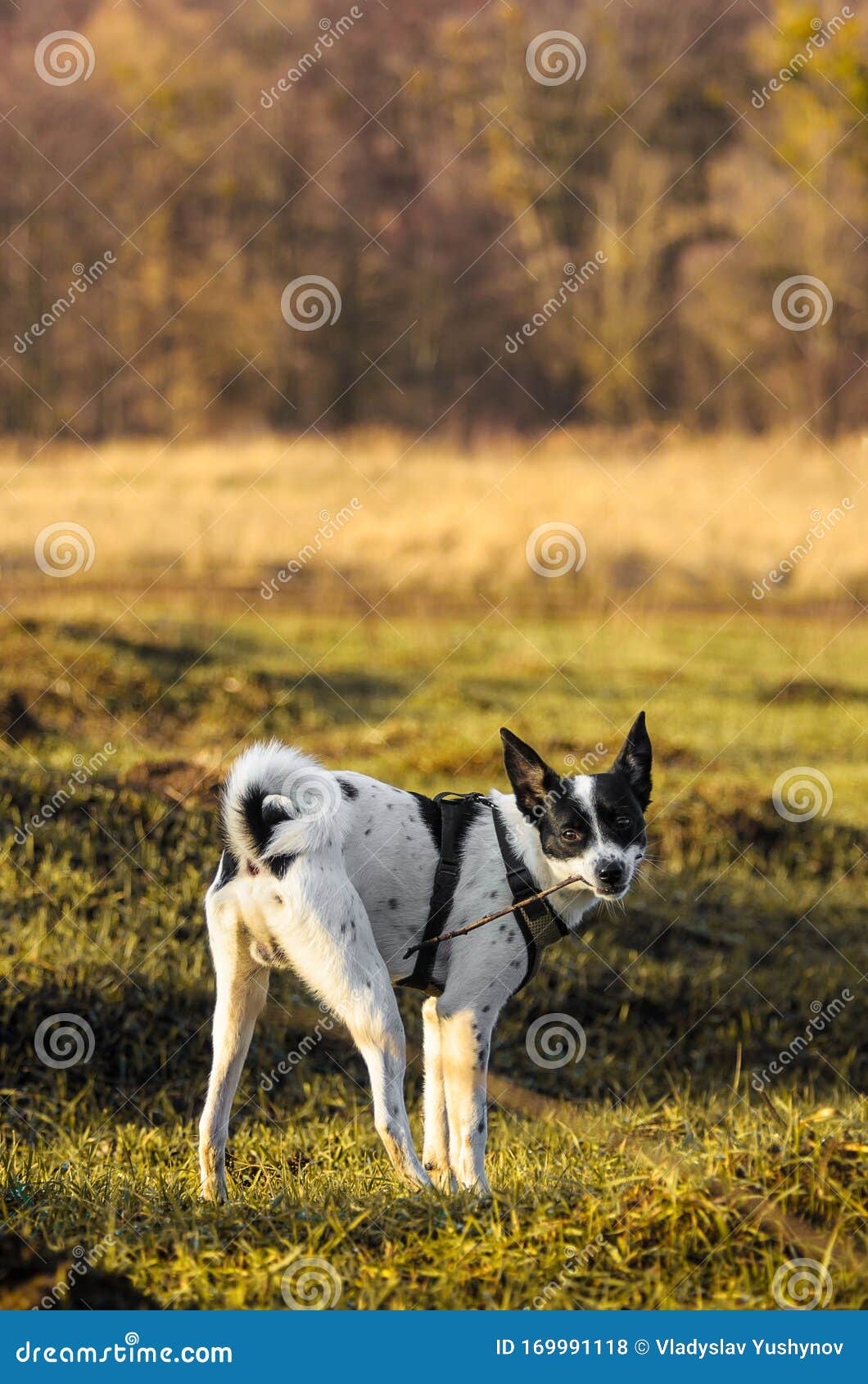 Funny Dog Bites a Stick with a Funny Expression Muzzle, Basenji in the ...