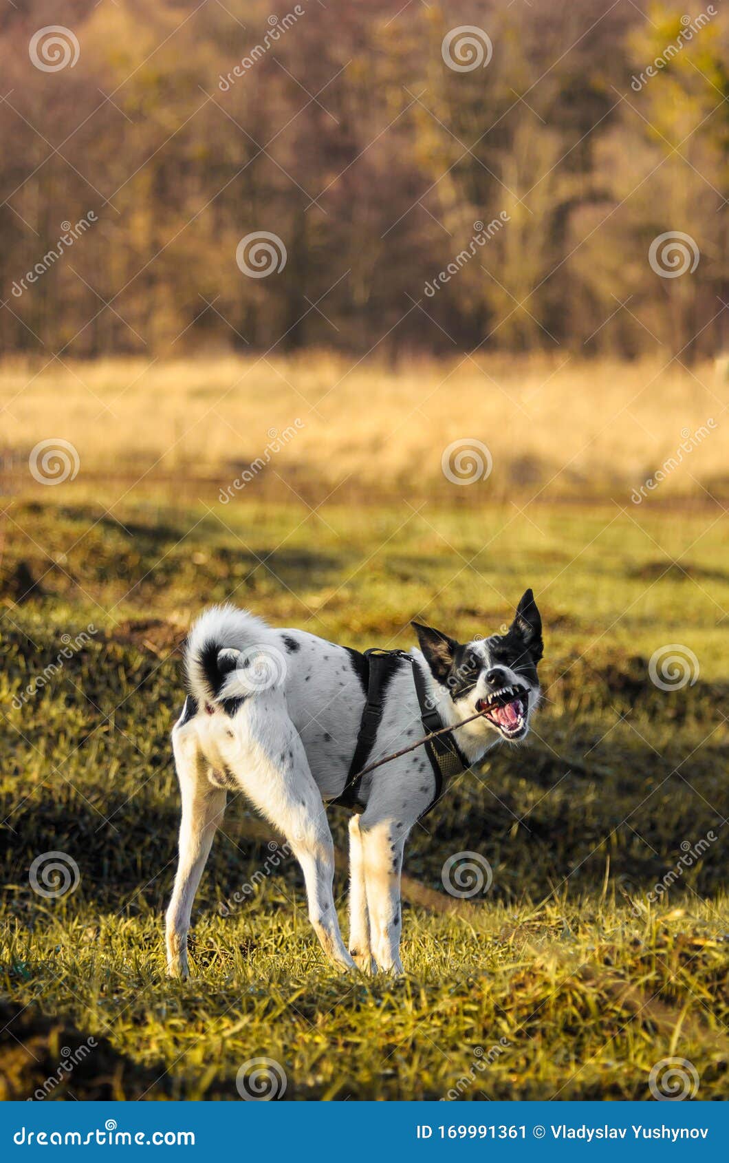 Funny Dog Bites a Stick with a Funny Expression Muzzle, Basenji in the ...