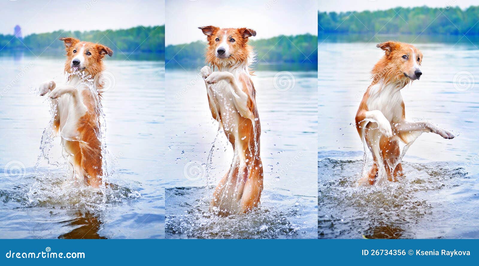 Funny Dog Border Collie Dance Stock Photo - Image of mixedbreed, lake ...