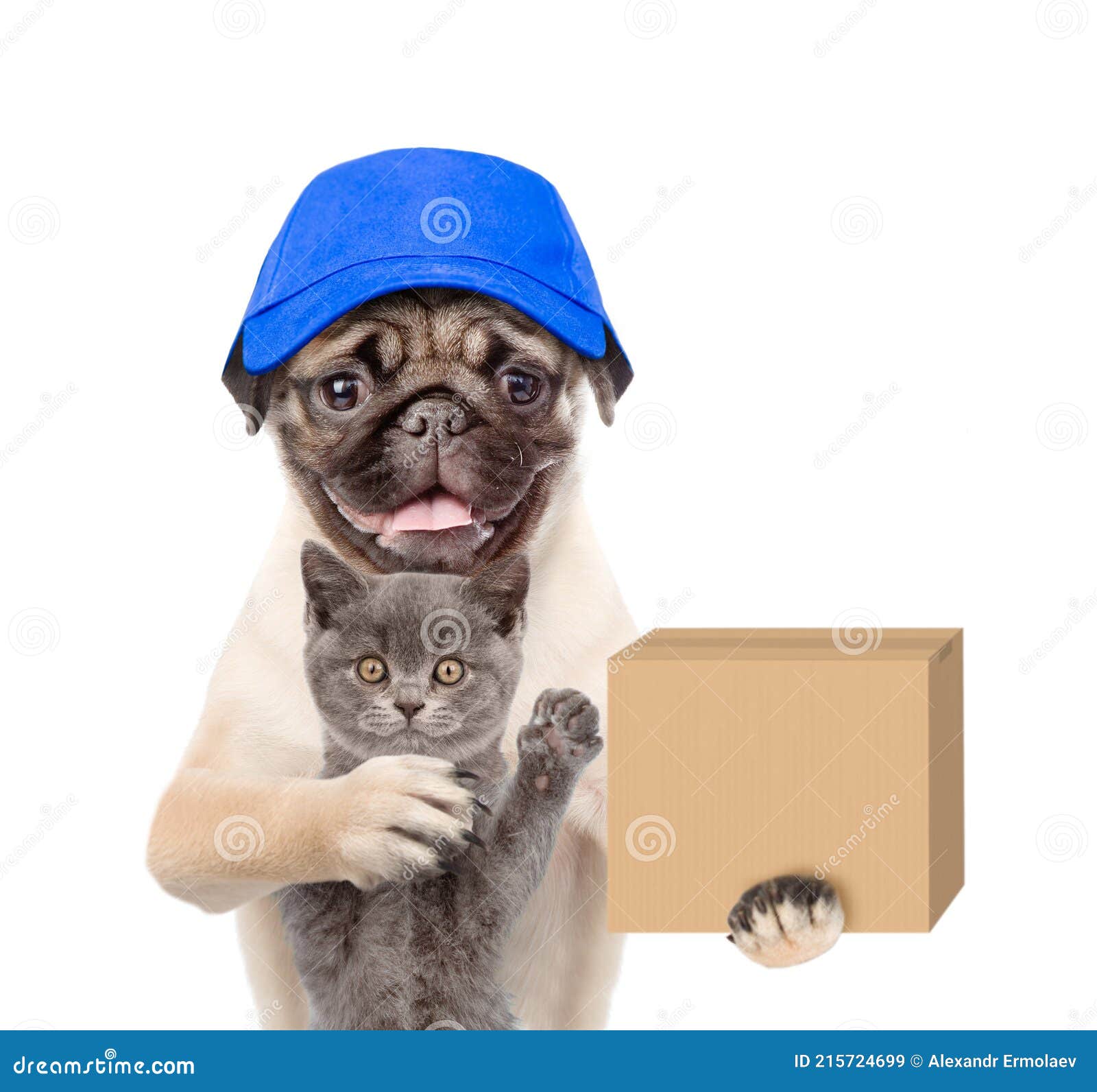 Funny Dog with Cat Delivering a Big Package. Isolated on White ...