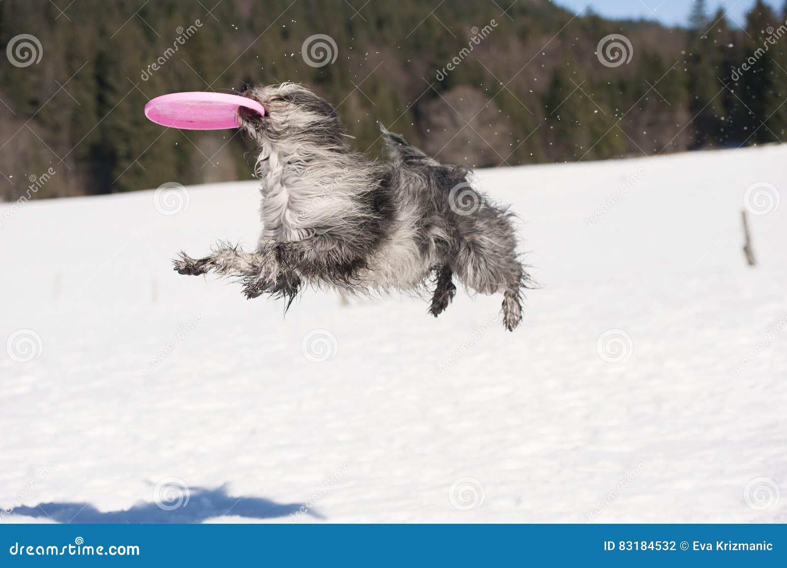 Funny Dog Catch Flying Disc in the Air Stock Photo - Image of acrobatic ...