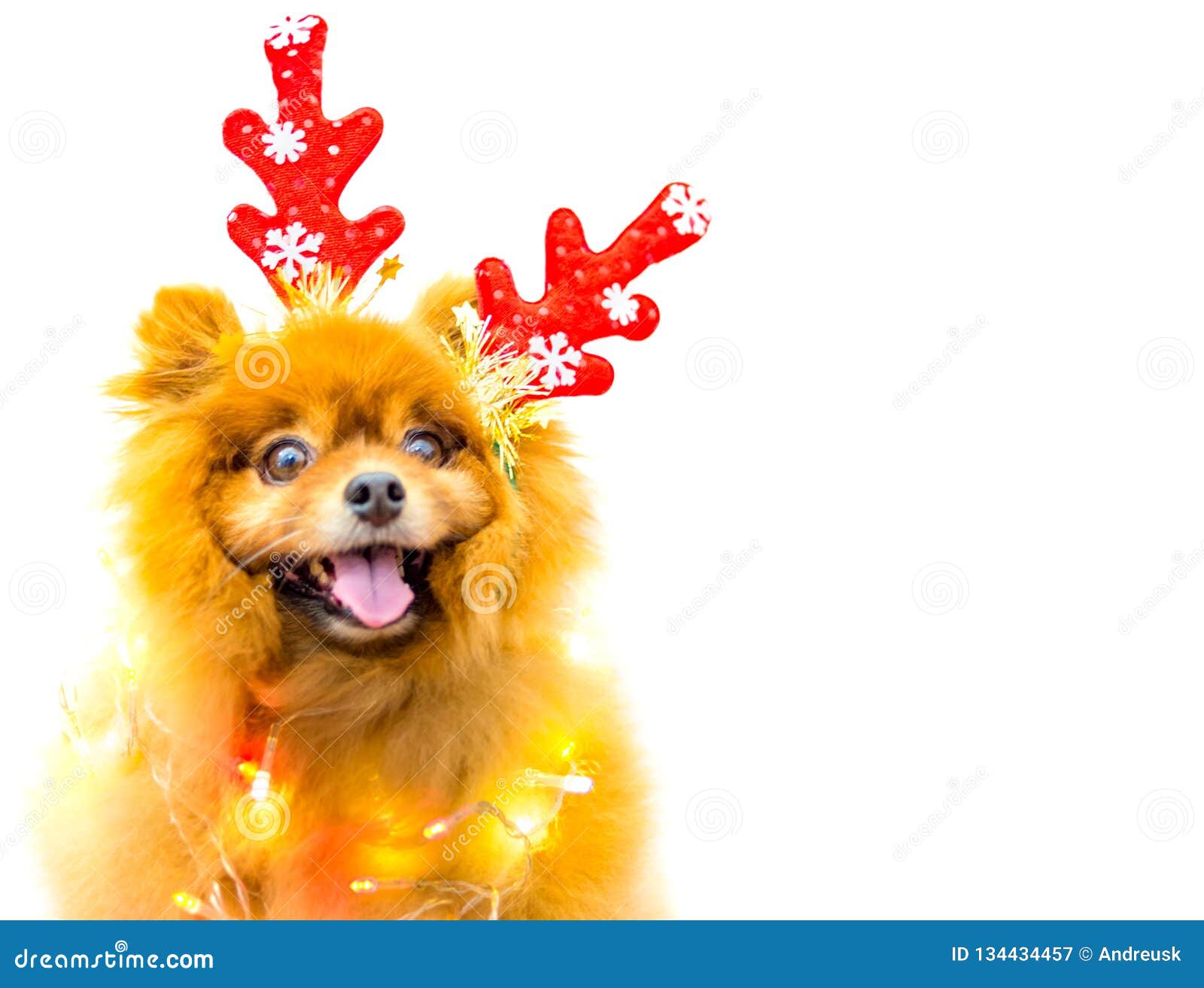 Funny Dog with Christmas Decoration Isolated Stock Image - Image of ...