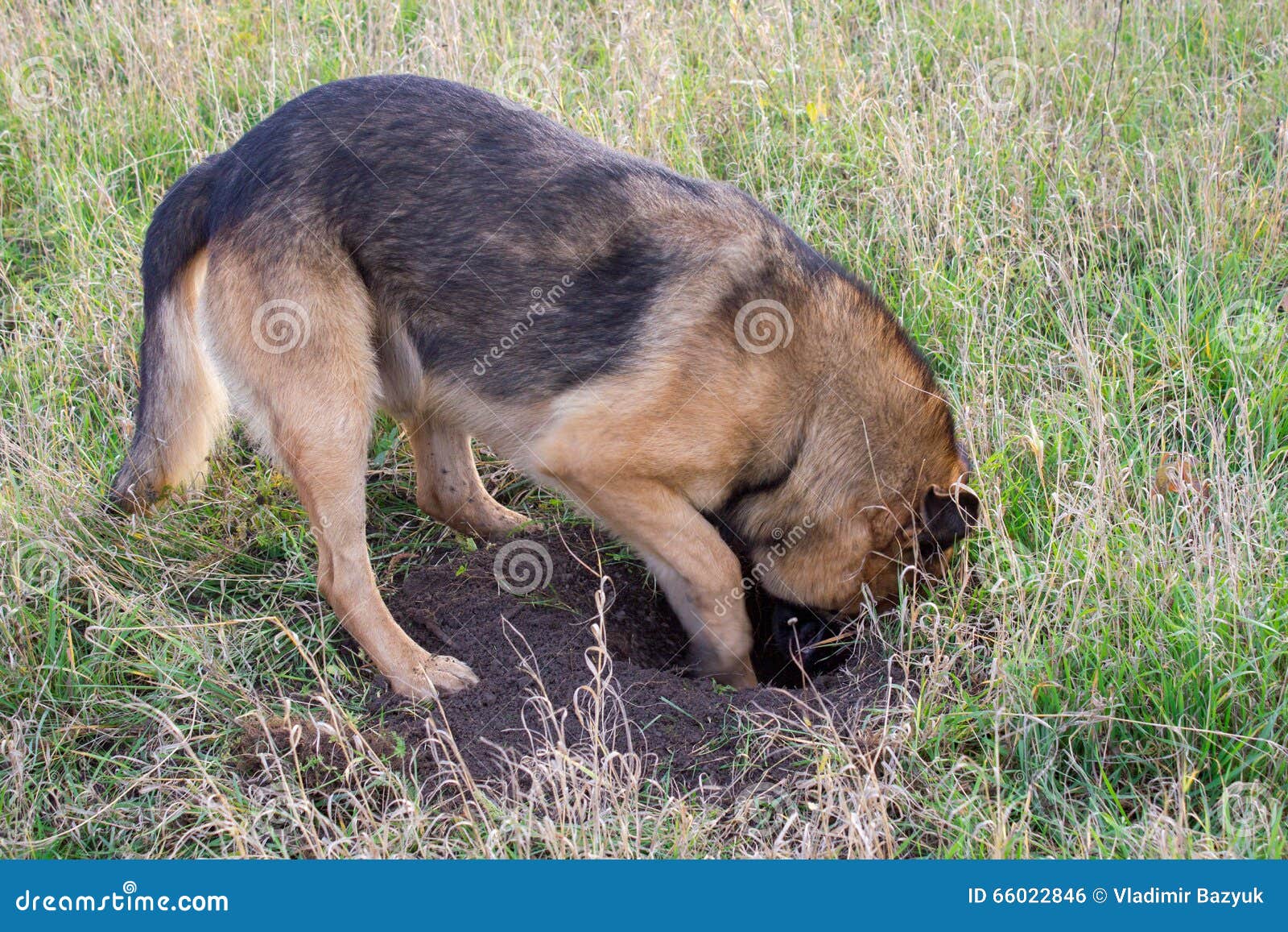 Funny dog digging a hole stock photo. Image of funny - 66022846