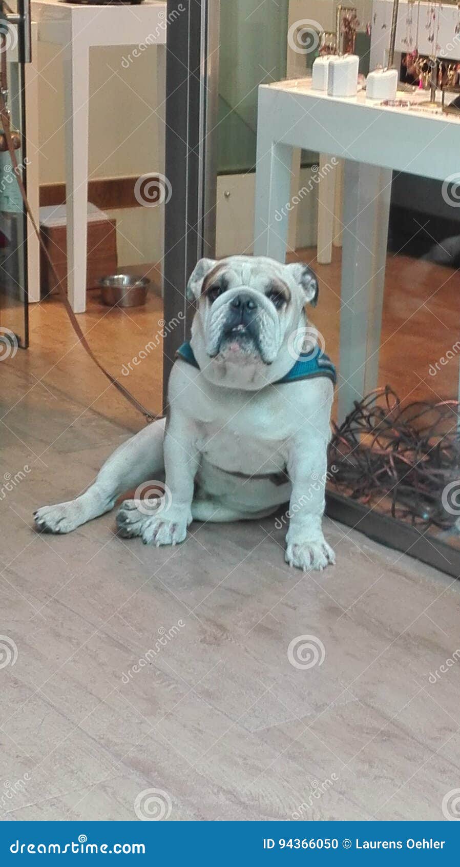 Funny Dog stock photo. Image of funny, mops, lonley - 94366050