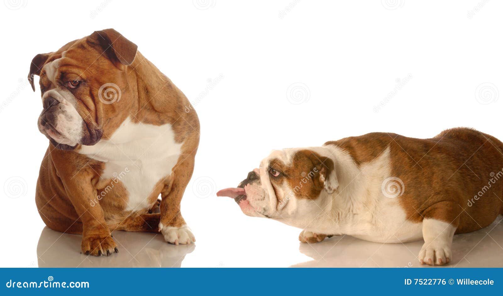 Funny dog fight stock photo. Image of dejected, displeased - 7522776