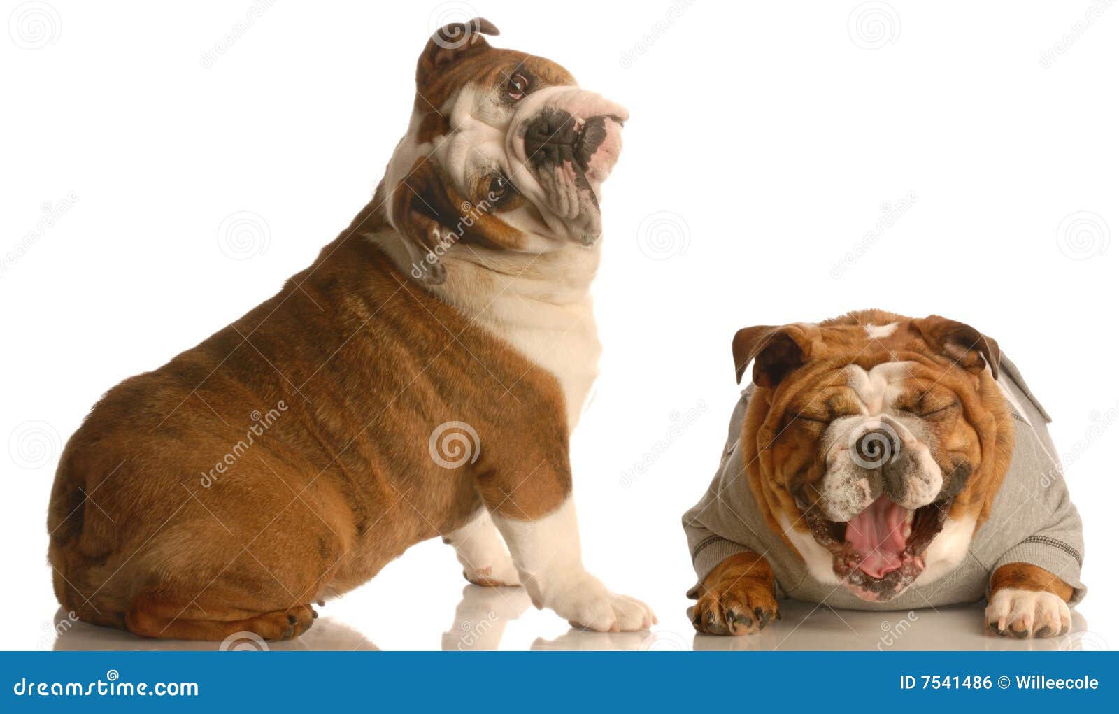 Funny dog fight stock photo. Image of confrontation, commitment - 7541486