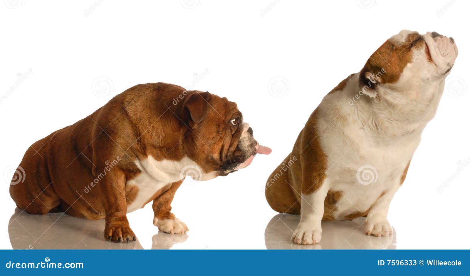 Funny dog fight stock image. Image of bullied, quarrel - 7596333