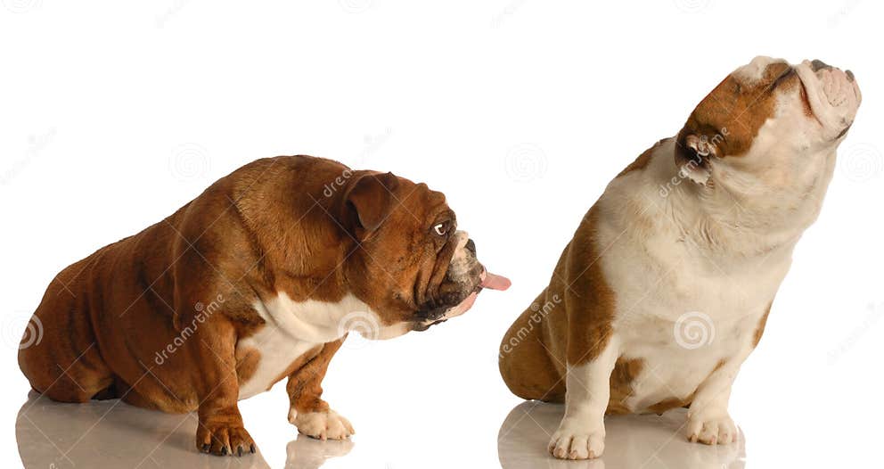 Funny dog fight stock image. Image of bullied, quarrel - 7596333